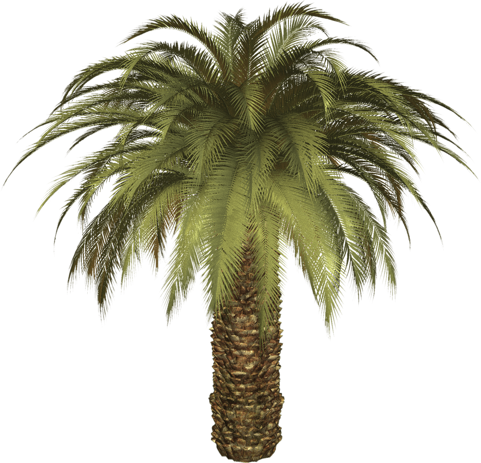 Big Palm Tree Transparent PNG StickPNG